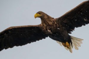 The new Syrian emblem: the eagle and its history - tuenews
