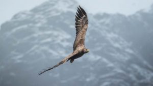 The new Syrian emblem: the eagle and its history - tuenews